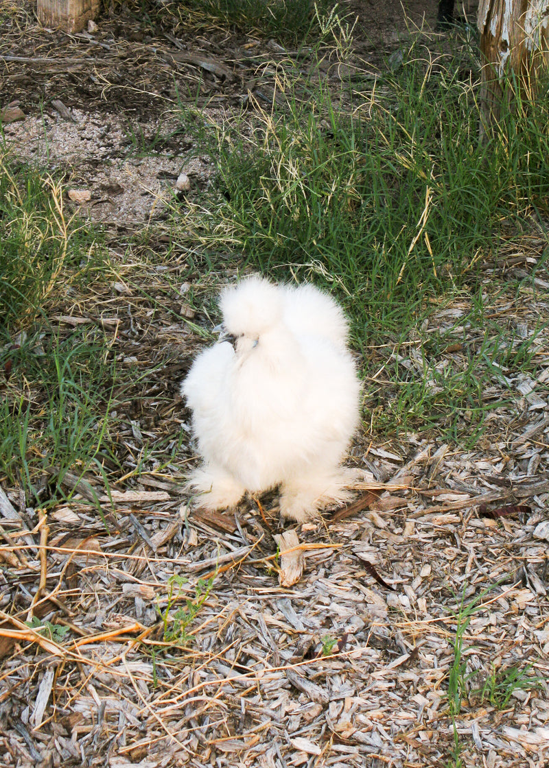 fanny pack – Pa'lante Packs